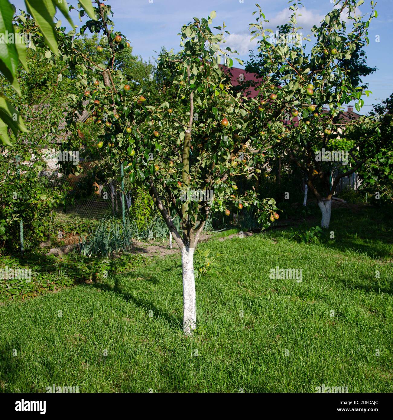 A young orchard near a country house. Dacha. Garden Stock Photo - Alamy