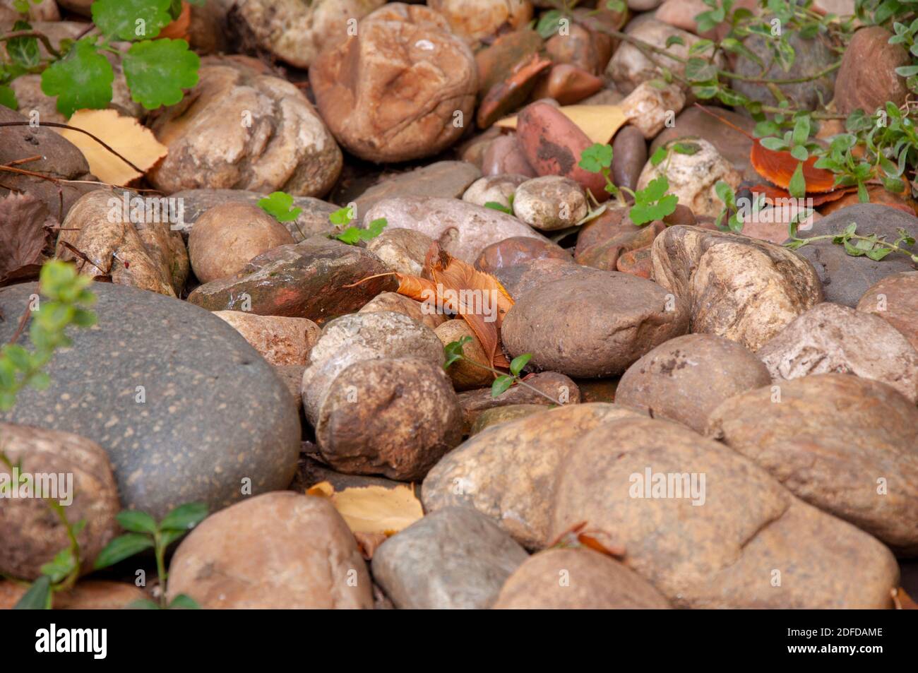 grass growing up through stones, pebble stone Stock Photo - Alamy