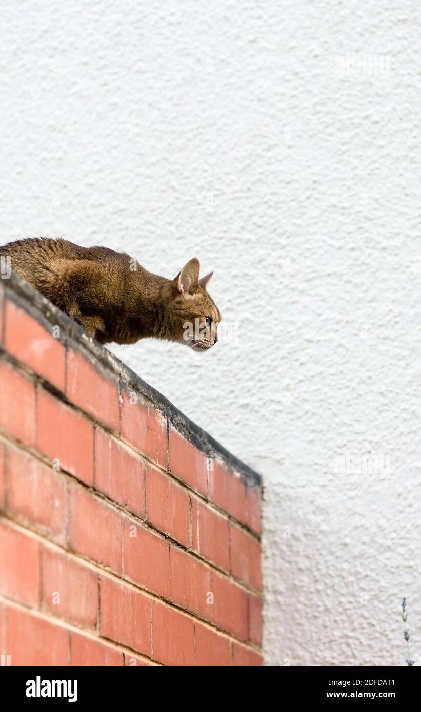 High brick wall cat hi-res stock photography and images - Alamy