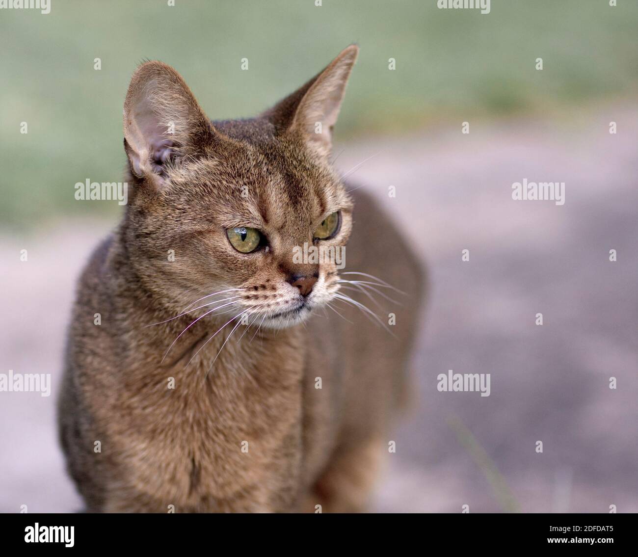 Abyssinian cat outdoors in garden hi-res stock photography and images ...
