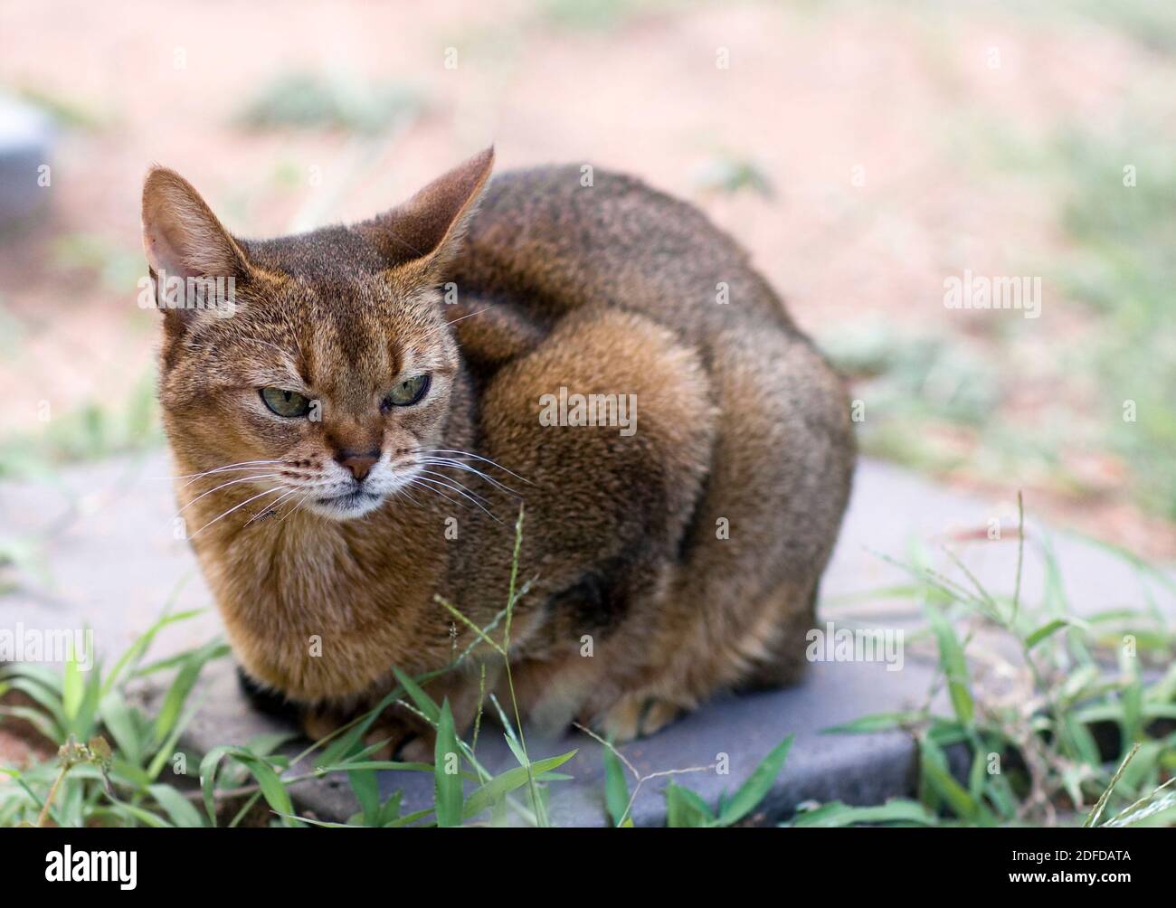 Ticked agouti coat hi-res stock photography and images - Alamy