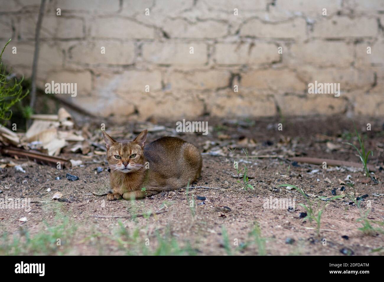 Abyssinian cat outdoors in garden hi-res stock photography and images ...