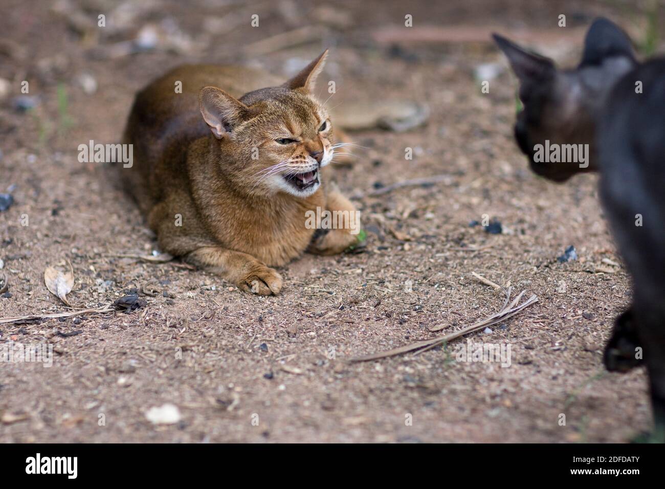 Teeth bared hi-res stock photography and images - Alamy