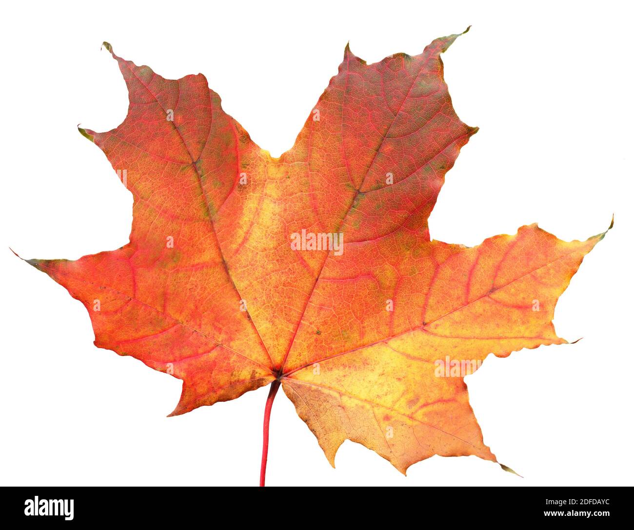 Autumn maple leaf isolated on white background Stock Photo - Alamy
