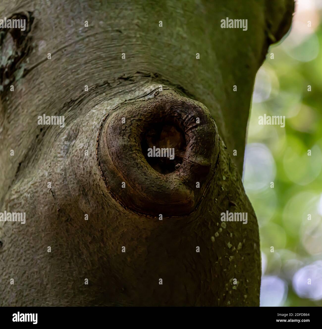 Wound from an old broken branch on a tree, healing with bark covering ...