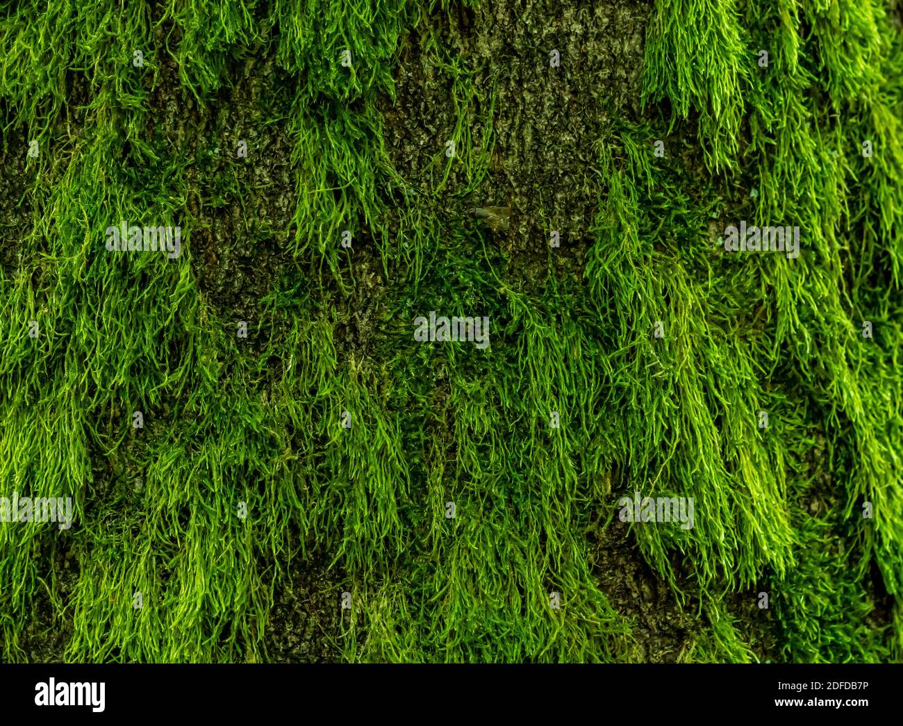 Wild moss growing on the trunk of an large old tree. Close up Stock ...