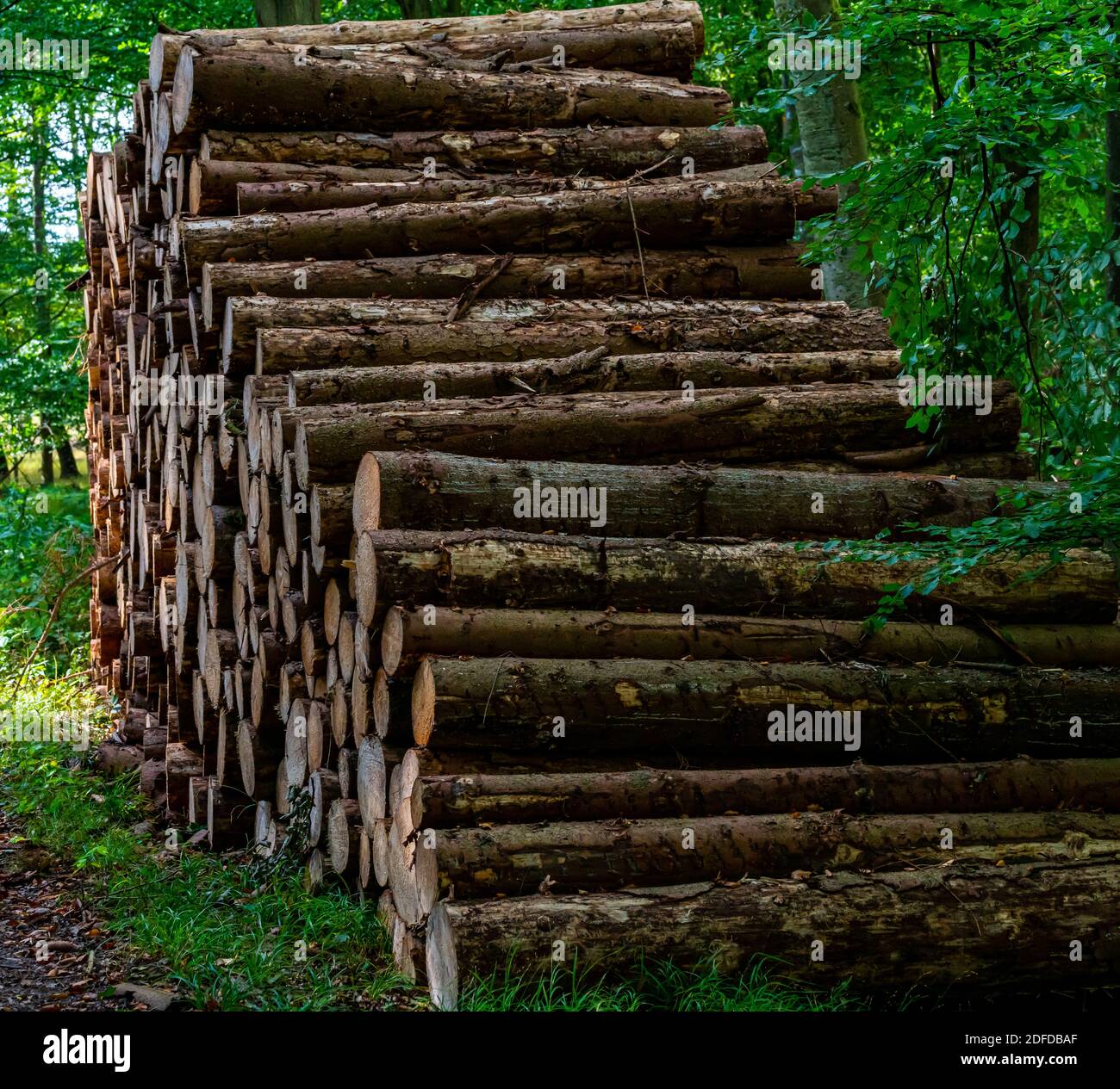 Huge timber logs from stacked by the road and waiting for the saw mill ...