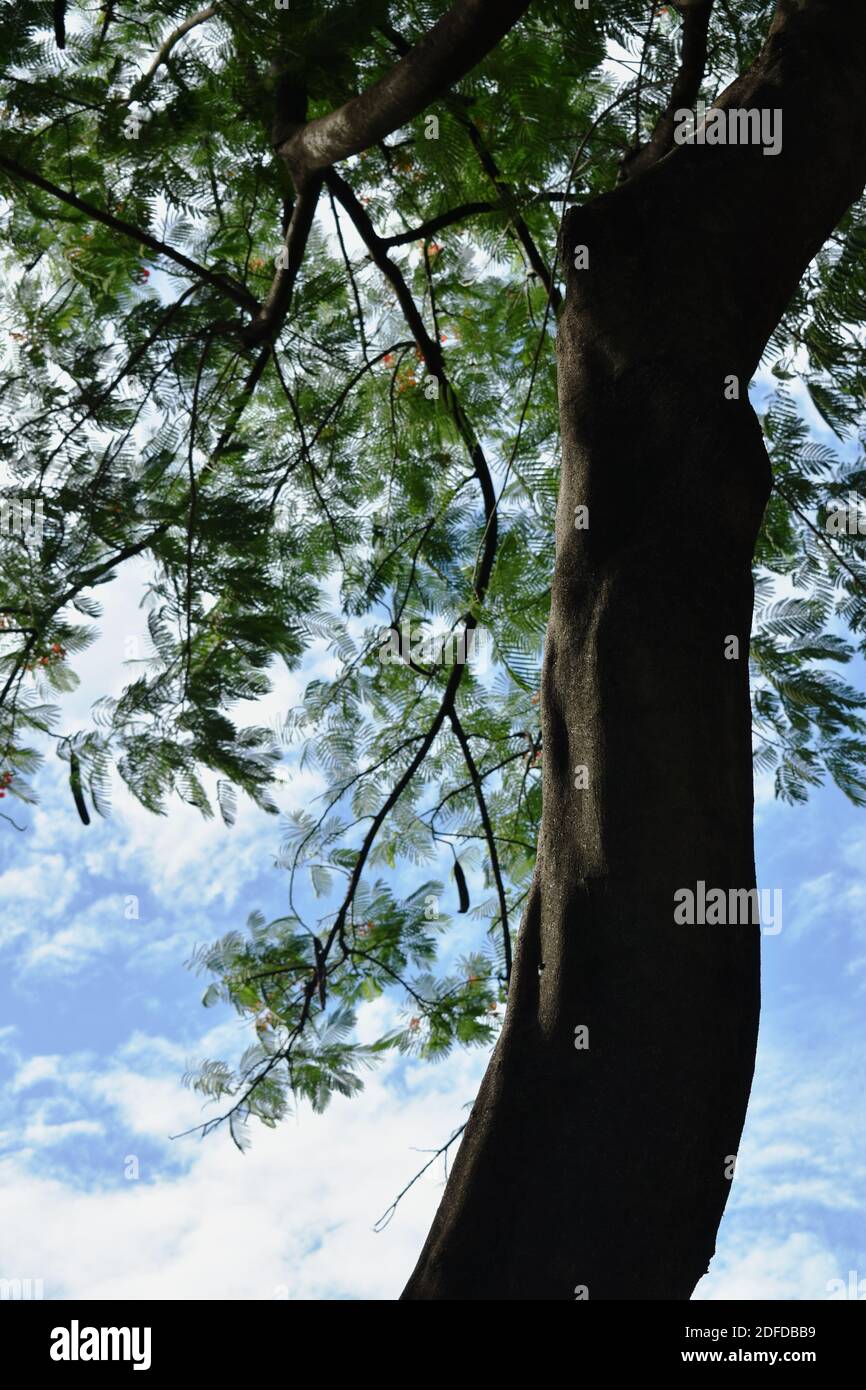 big tree trunk with bright sky background on summer day Stock Photo - Alamy
