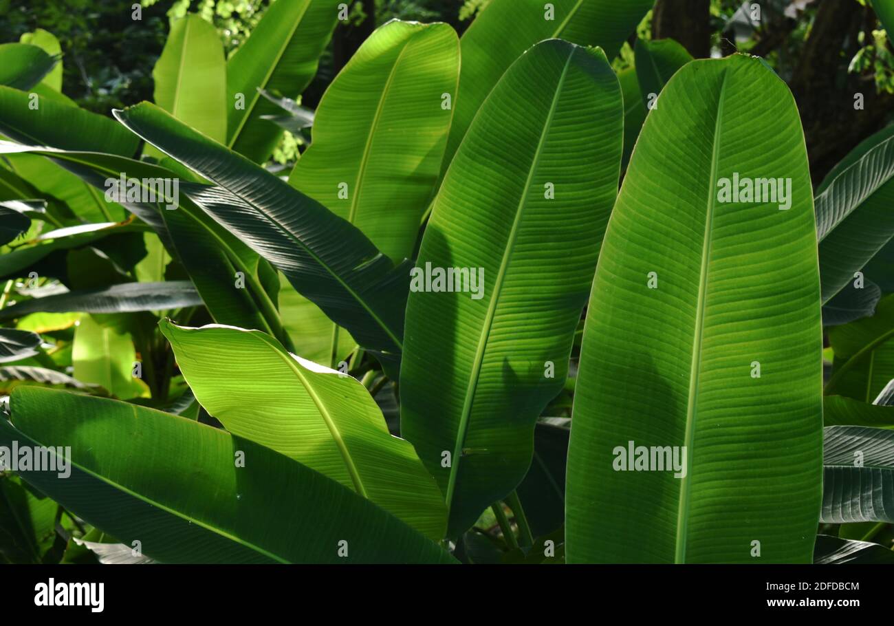 banana leaf with sunlight in farm on evening Stock Photo - Alamy