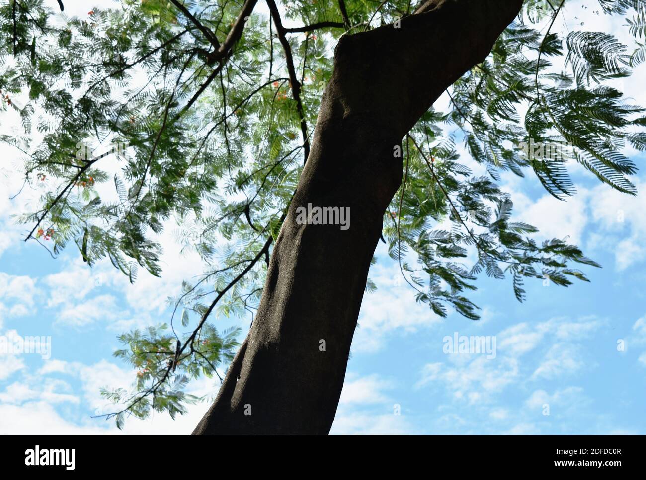 big tree trunk with bright sky background on summer day Stock Photo - Alamy