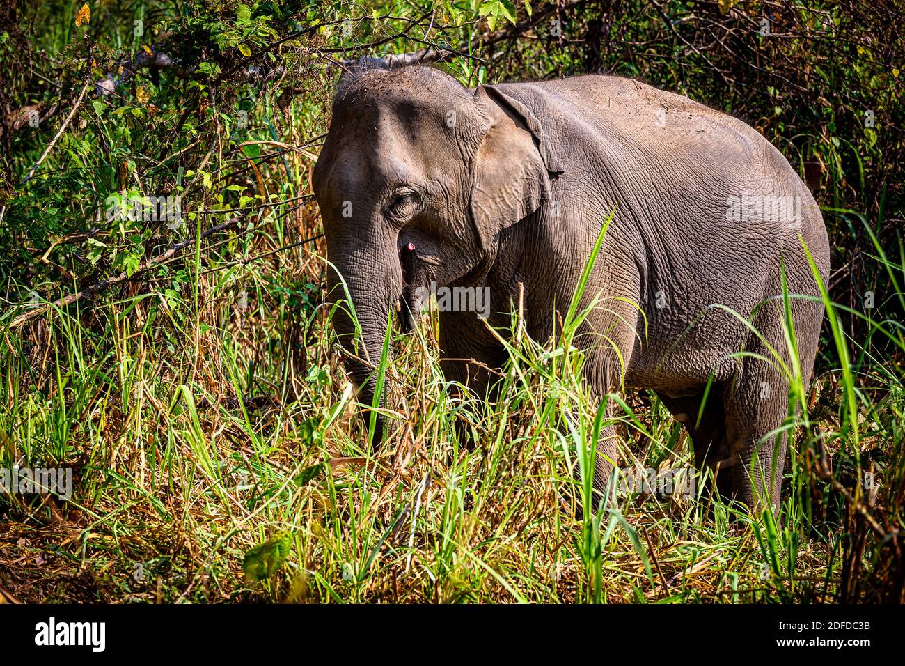 Asian Elephant (Elephas maximus) It is a Big mammal with green grass in ...