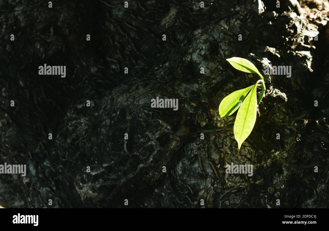 young leaf growth from tree trunk in garden Stock Photo - Alamy