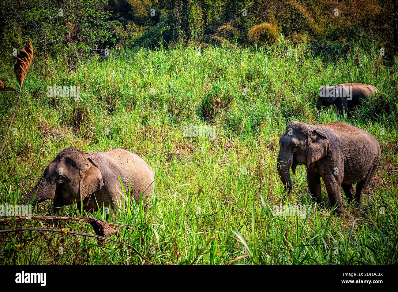 Asian Elephant (Elephas maximus) It is a Big mammal with green grass in ...