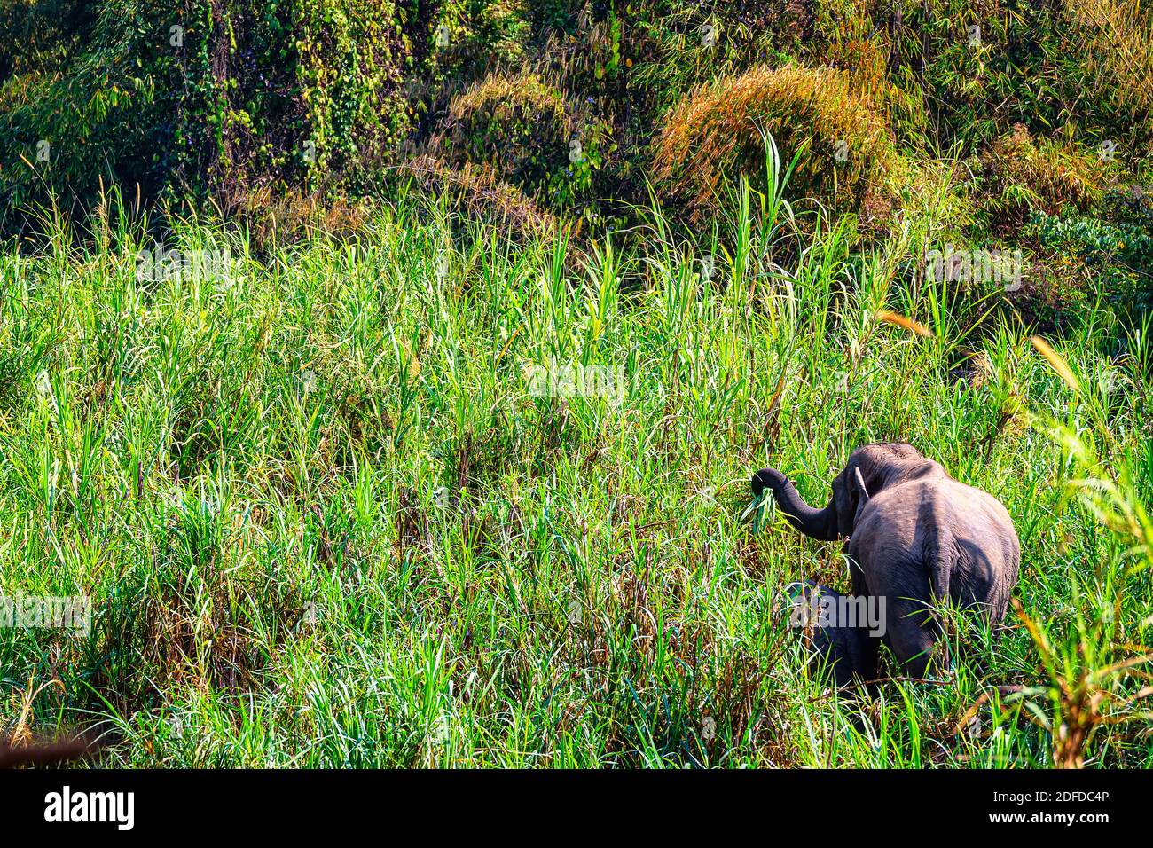 Asian Elephant (Elephas maximus) It is a Big mammal with green grass in ...