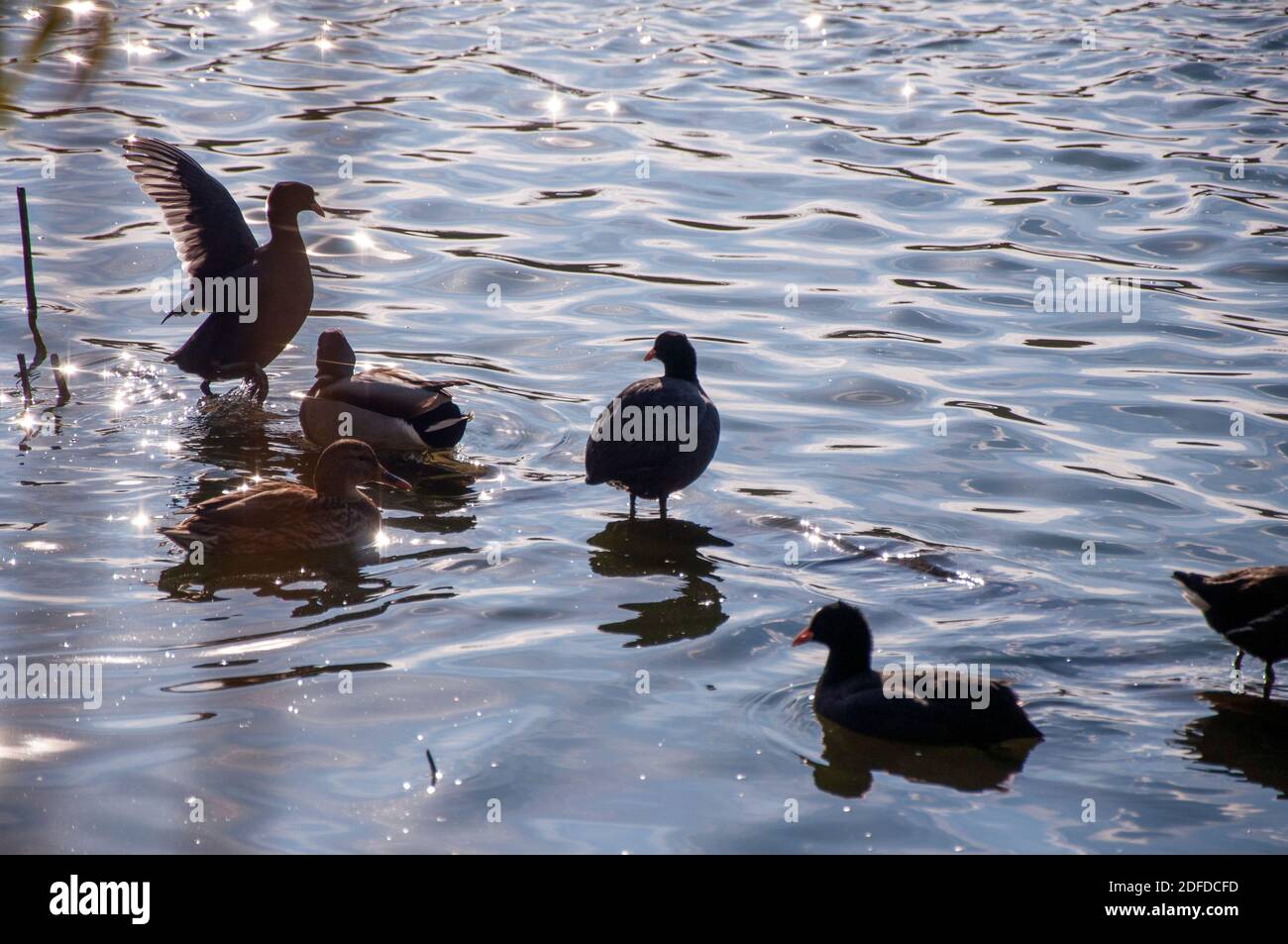 Coots Swimming High Resolution Stock Photography and Images - Alamy