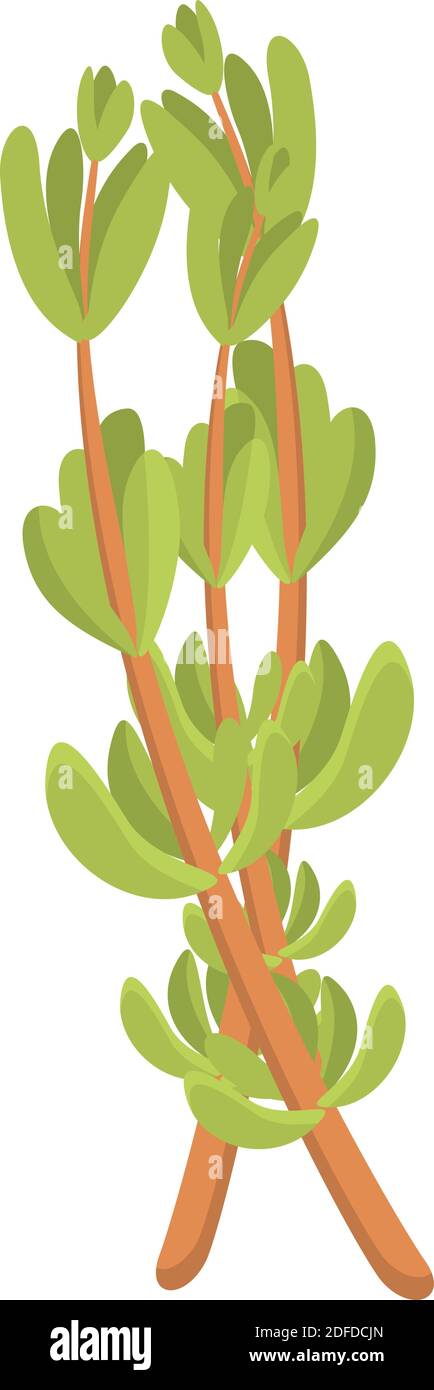 Dry thyme icon. Cartoon of dry thyme vector icon for web design ...