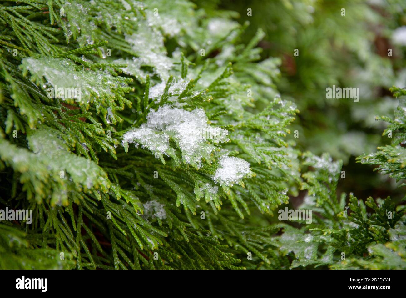 Tui branches were covered with the first snow Stock Photo - Alamy