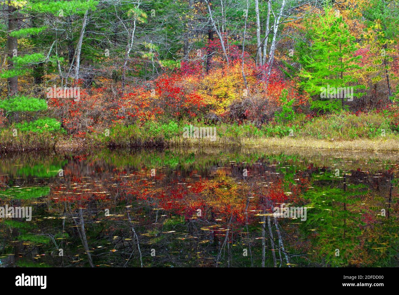 North pond nature preserve hi-res stock photography and images - Alamy