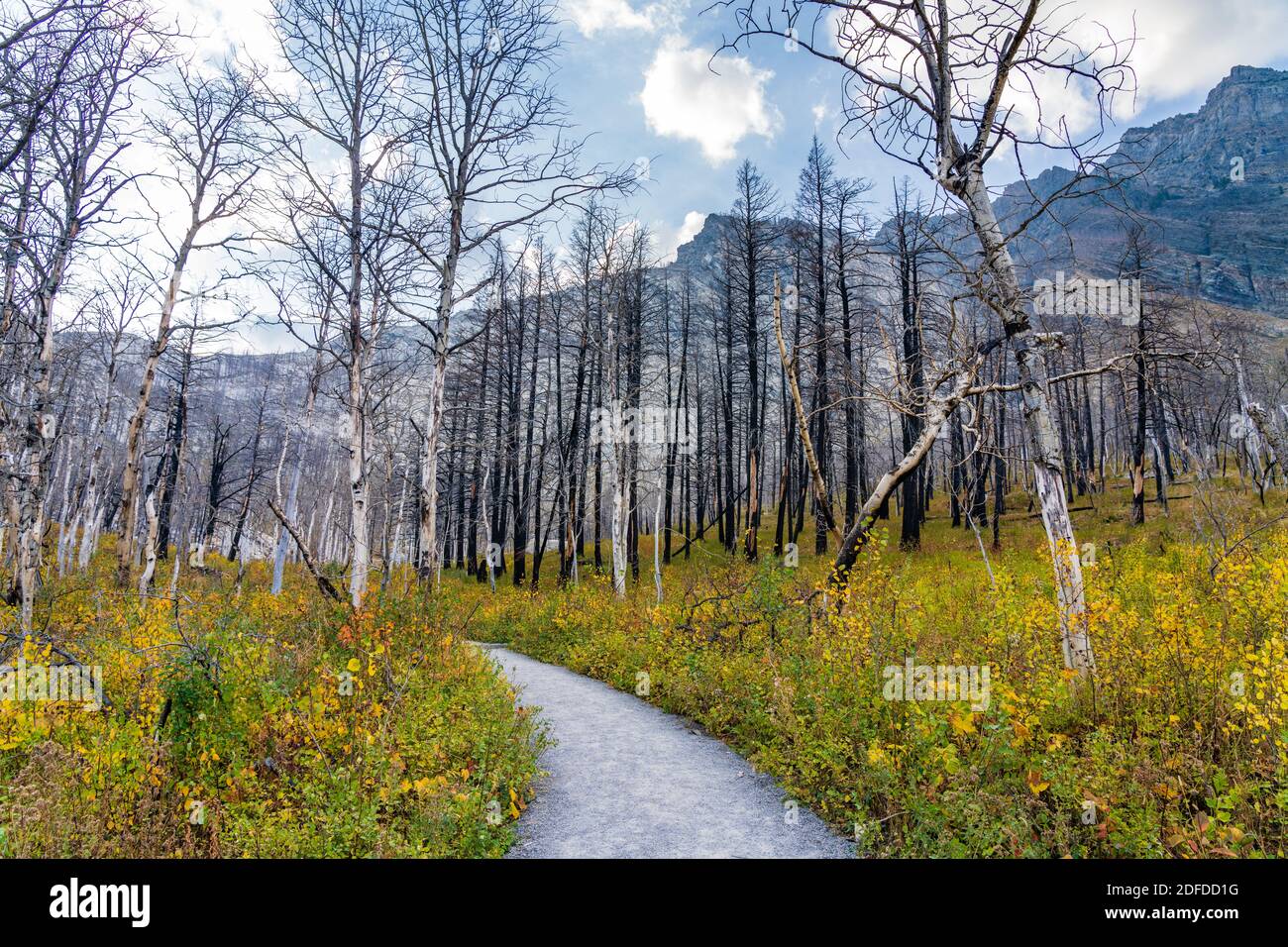 Bears Hump hiking trail after Kenow Wildfire in 2020 autumn. Waterton ...