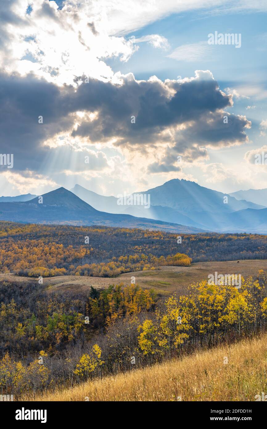 Vast prairie and forest in beautiful autumn. Sunlight passing blue sky ...