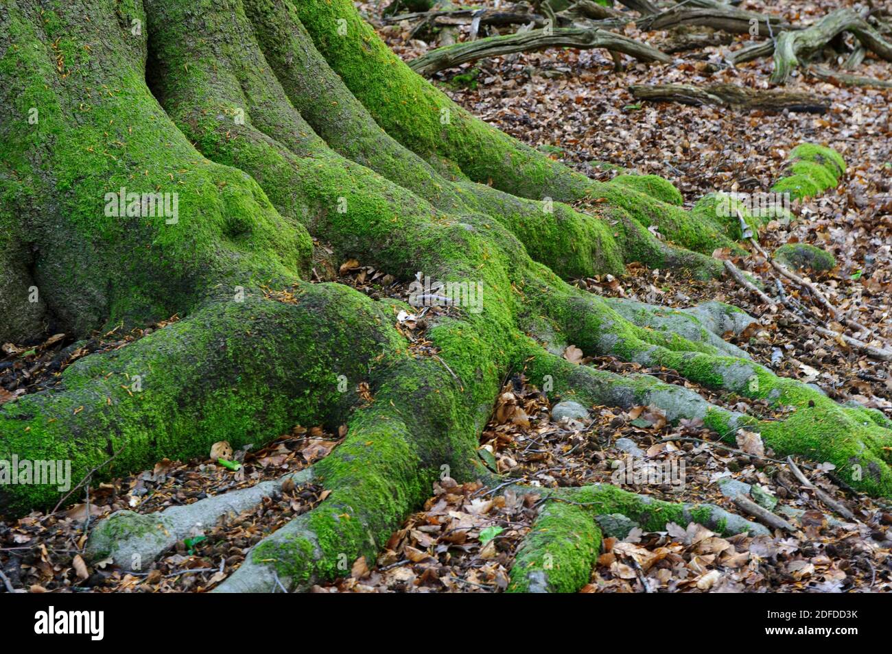 Buche, Wurzeln, Baumwurzeln, Buchenwald Stock Photo - Alamy
