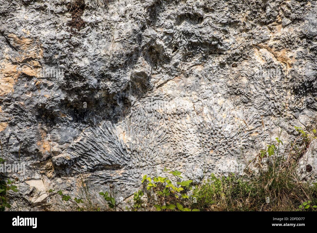 CORAL FOSSILS NEARLY 150,000 YEARS OLD FROZEN IN THE STONE, BOIS DU ...