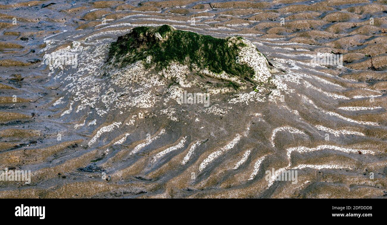 Chalk outcrops and seaweed with sand patterns Stock Photo - Alamy