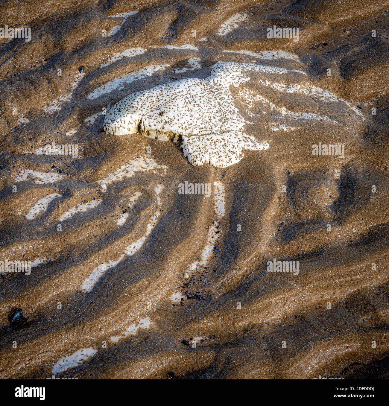 Chalk outcrops and seaweed with sand patterns Stock Photo - Alamy