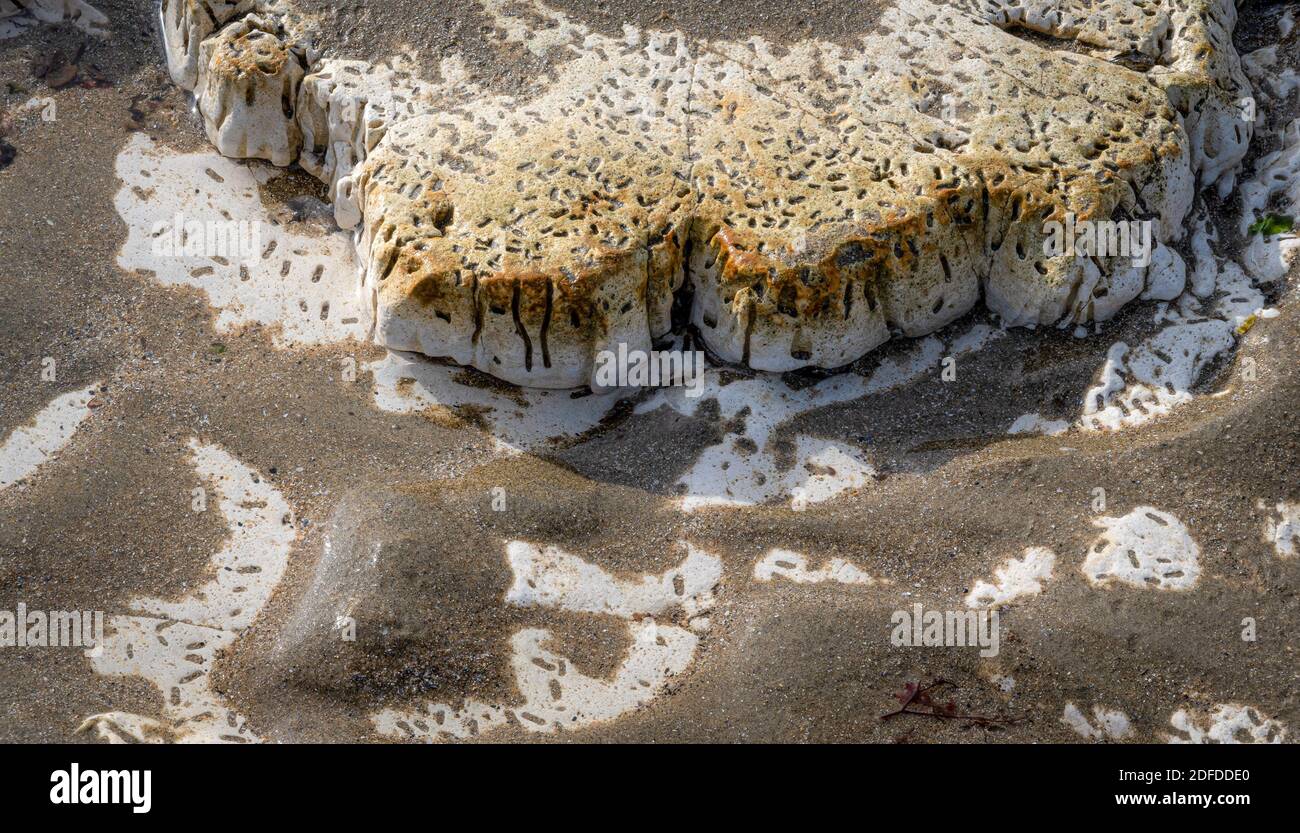 Chalk outcrops and seaweed with sand patterns Stock Photo - Alamy
