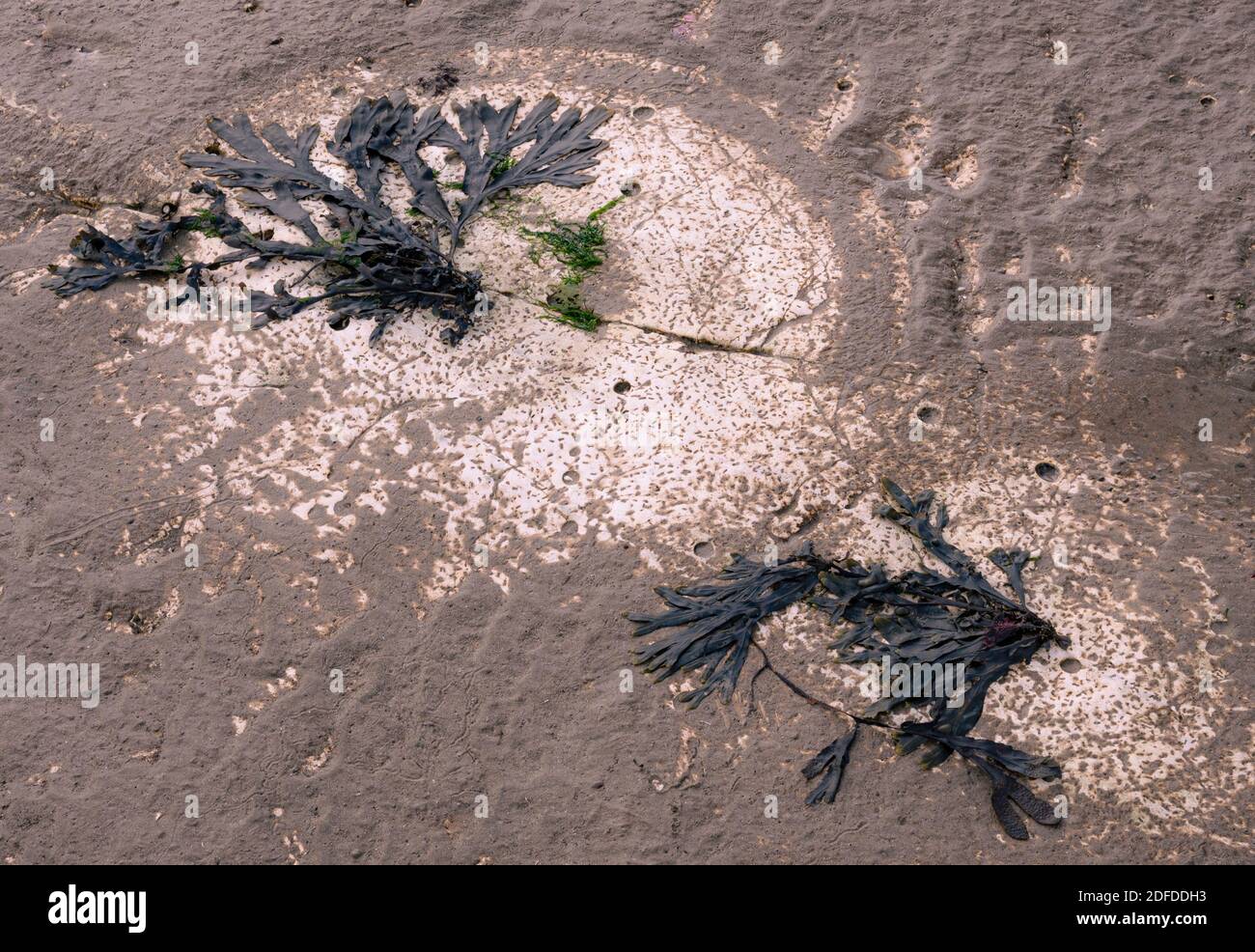 Chalk outcrops and seaweed with sand patterns Stock Photo - Alamy