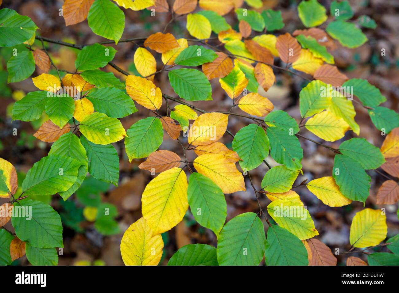 Nature simple woodland colours hi-res stock photography and images - Alamy