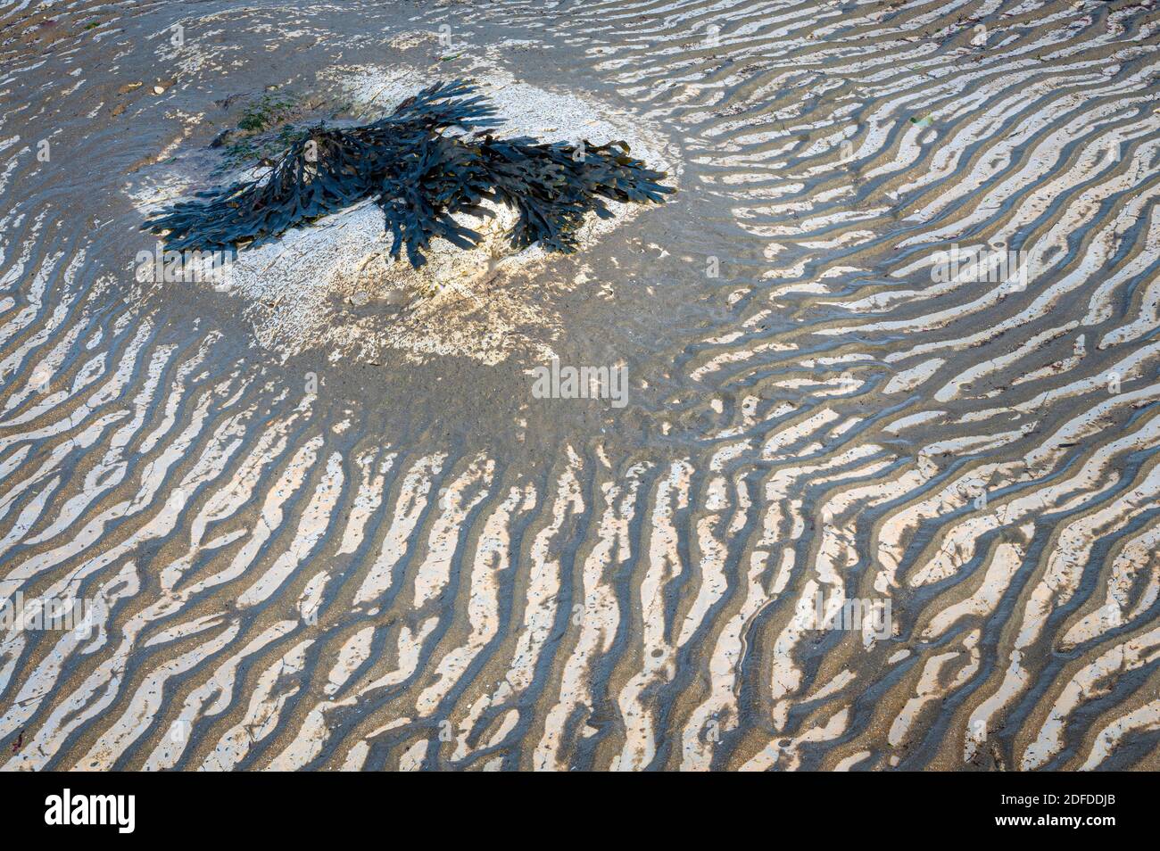 Chalk outcrops and seaweed with sand patterns Stock Photo - Alamy