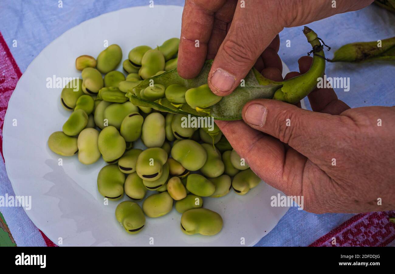 Broad beans. Peeling off the pod of green broad bean Stock Photo - Alamy