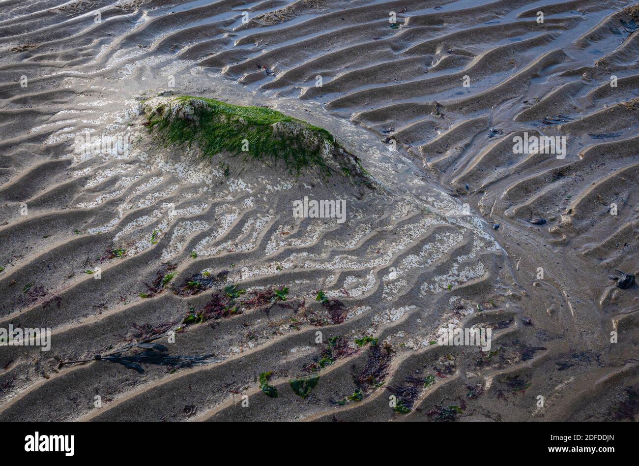 Chalk outcrops and seaweed with sand patterns Stock Photo - Alamy