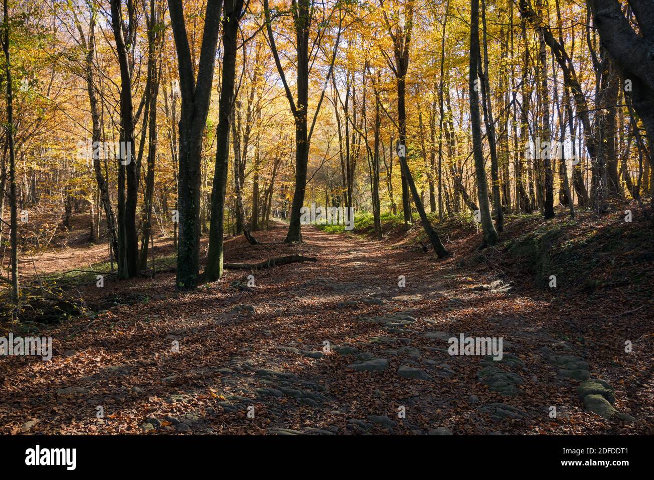 Beech forest in autumn when the leaves turn ocher, located in the ...