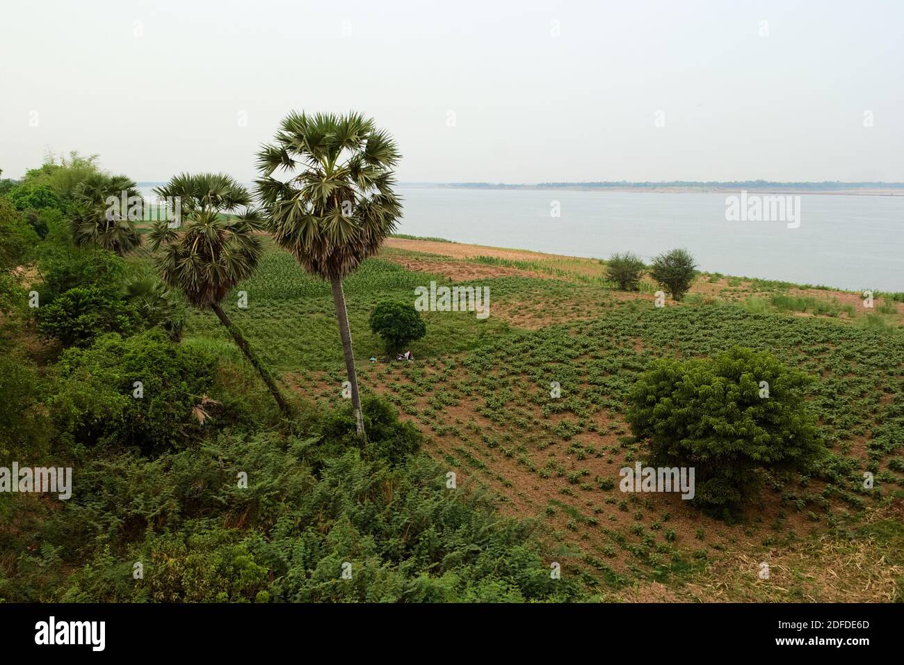 Agriculture fields along Mekong river coastline. Palm trees and lush ...