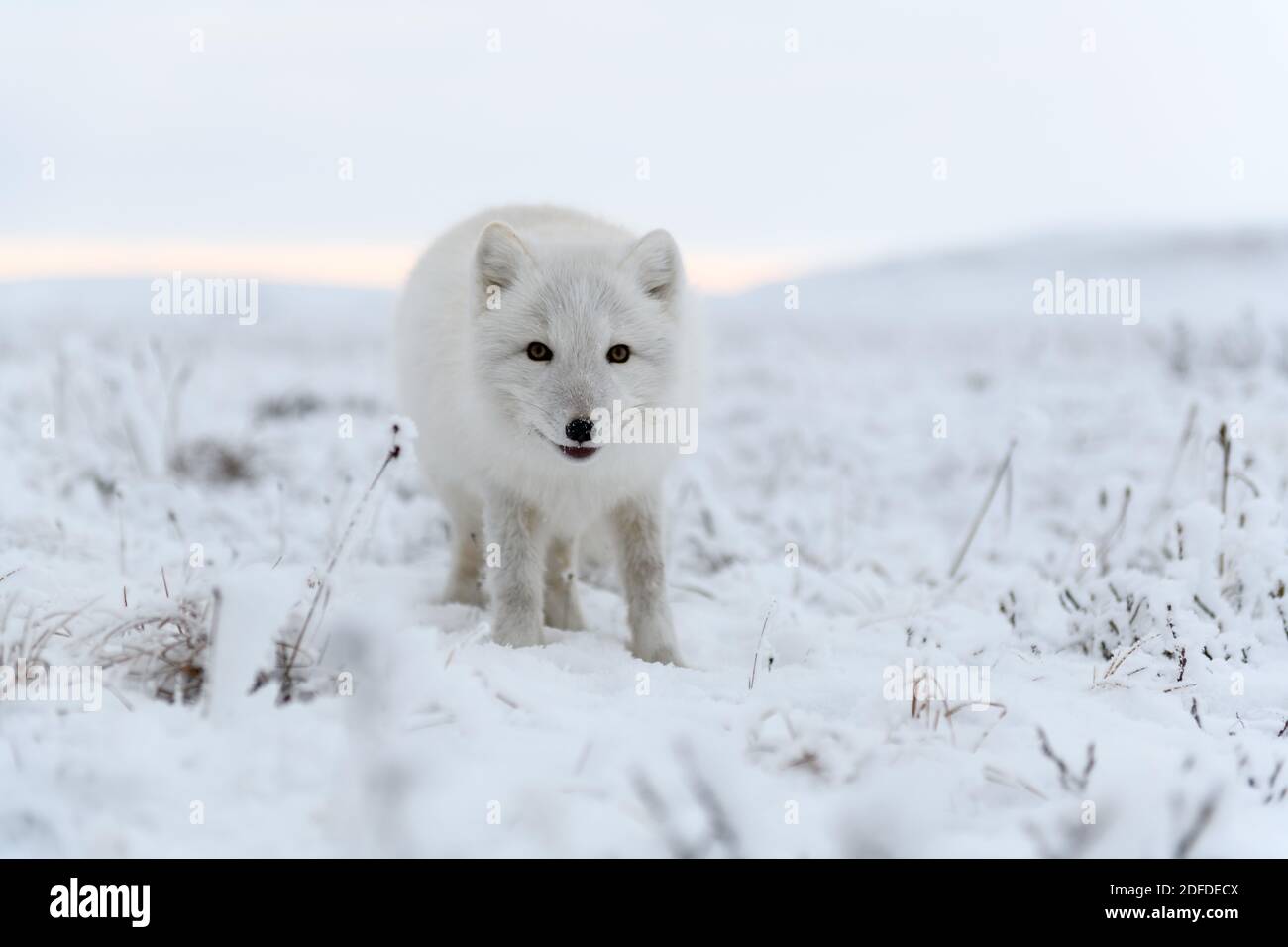 Arctic fox in winter time in Siberian tundra Stock Photo - Alamy