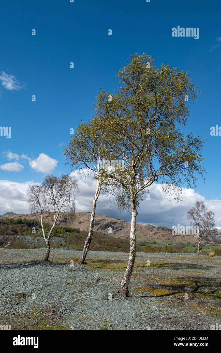 Stand silver birch trees hi-res stock photography and images - Alamy