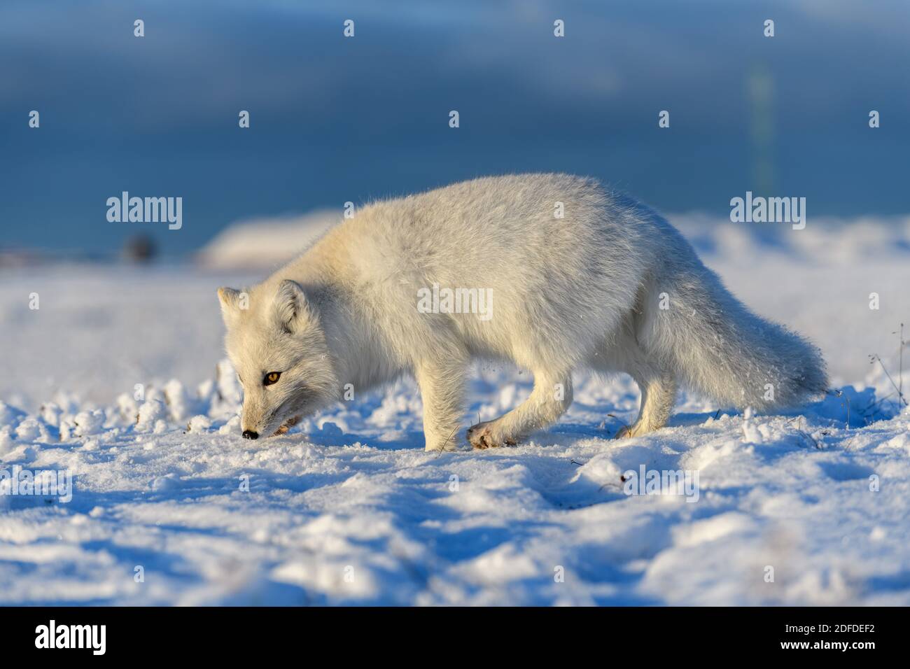 Arctic fox in winter time in Siberian tundra Stock Photo - Alamy