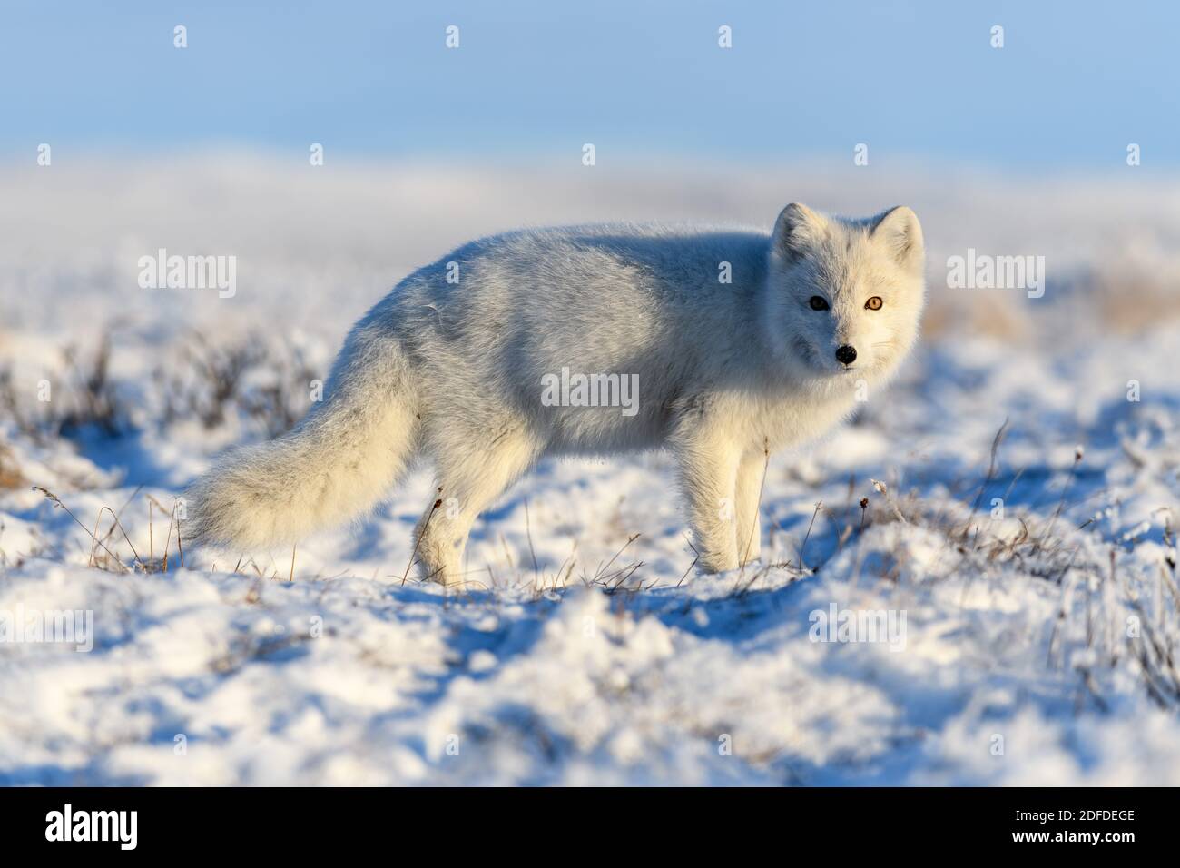 Arctic fox in winter time in Siberian tundra Stock Photo - Alamy