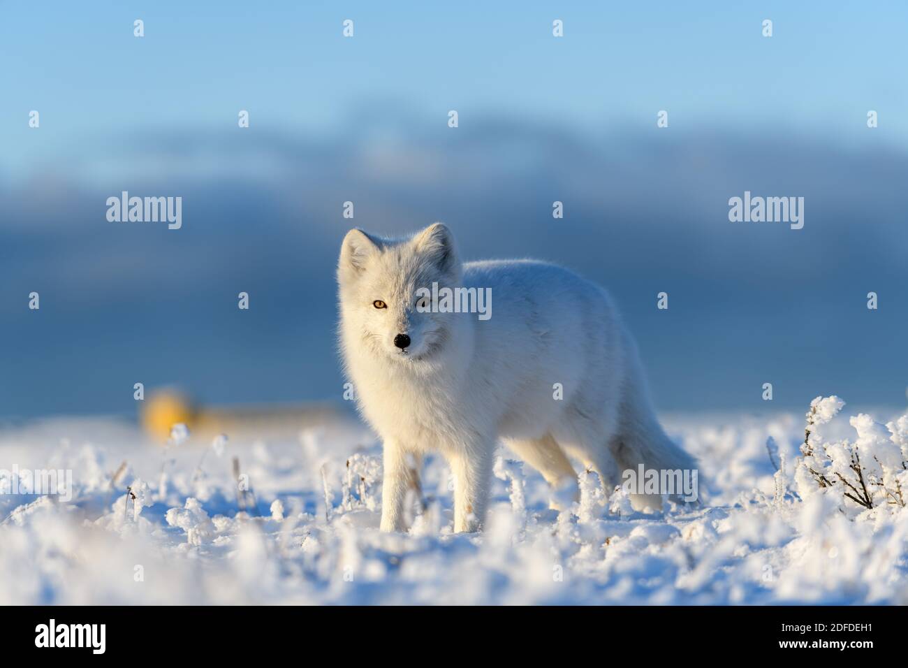 Arctic fox in winter time in Siberian tundra Stock Photo - Alamy