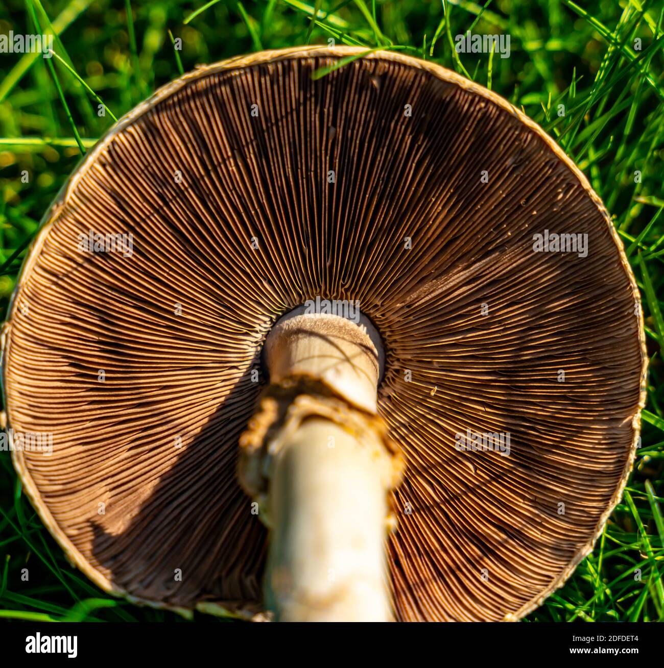 Striped fungi hi-res stock photography and images - Alamy