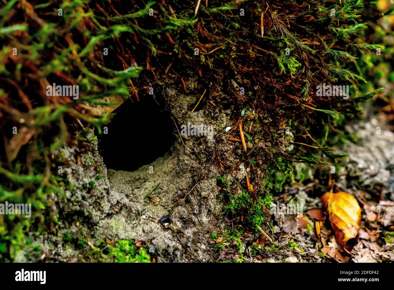 Clay mouse hi-res stock photography and images - Alamy