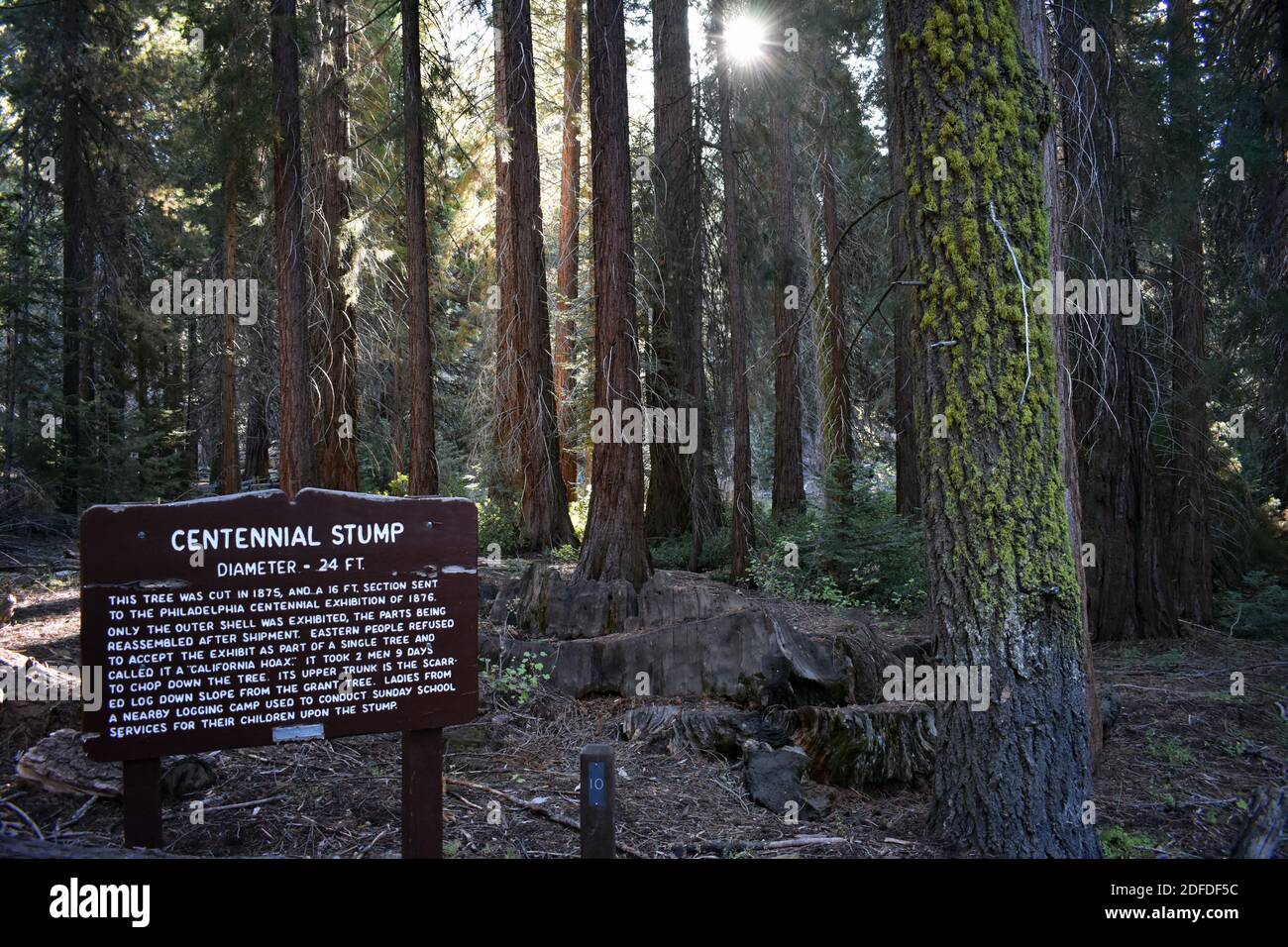 Centennial stump hi-res stock photography and images - Alamy