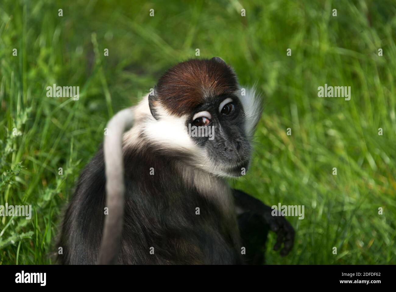 Collared Mangabey (Cercocebus torquatus Stock Photo - Alamy