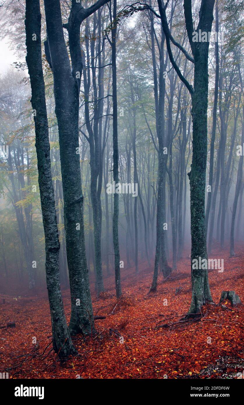Greece forest hi-res stock photography and images - Alamy