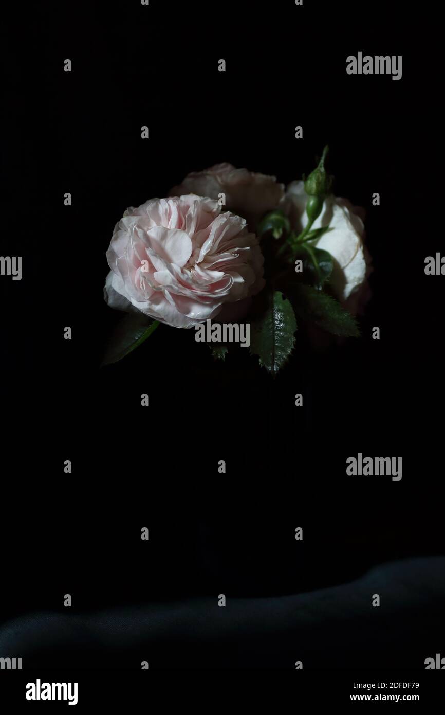 Tumblr Backgrounds Floral Dark