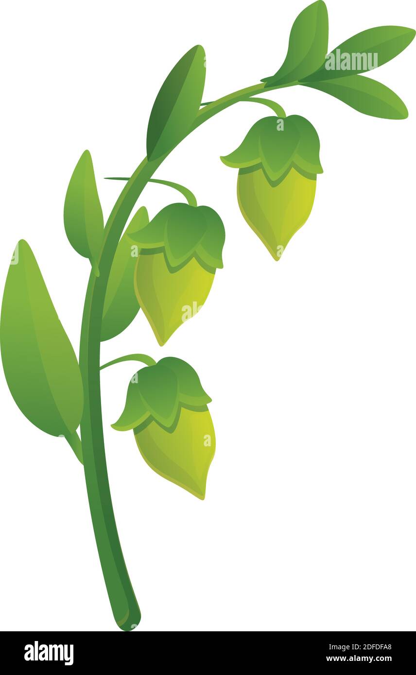 Jojoba branch plant icon. Cartoon of jojoba branch plant vector icon ...