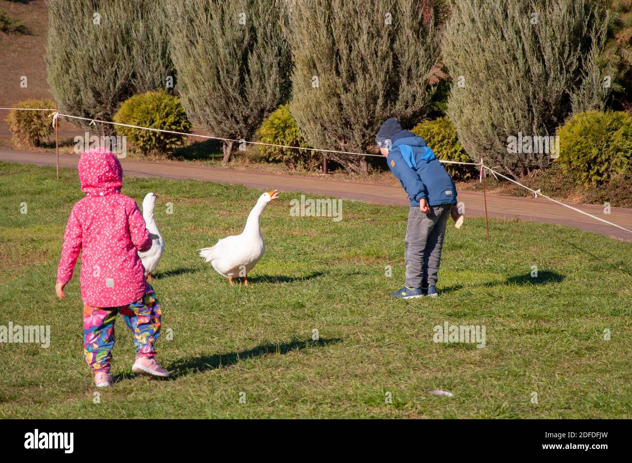 A young sister plays with her brother and geese Stock Photo - Alamy