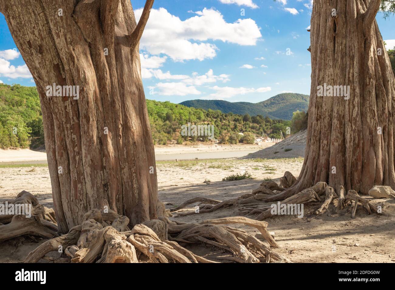 Cypress tree roots on Lake Sukko in the South of Russia. Travel and ...